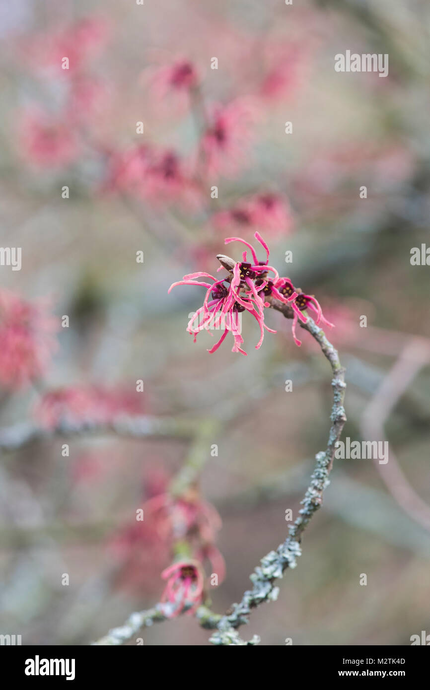 Hamamelis x Intermedia Ruby glow. Witch hazel 'Ruby glow' flowering in ...