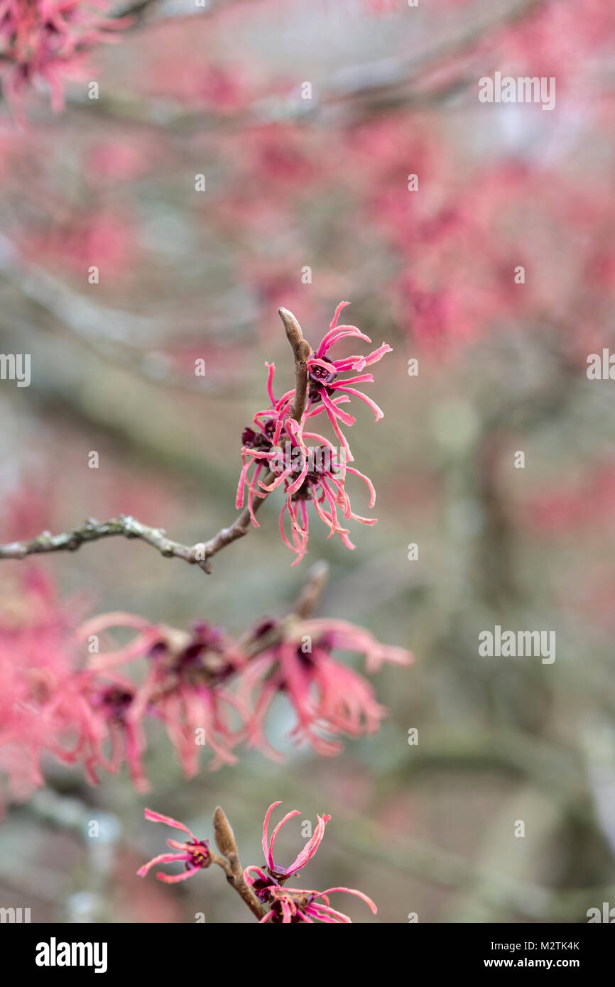 Ruby glow hi-res stock photography and images - Alamy