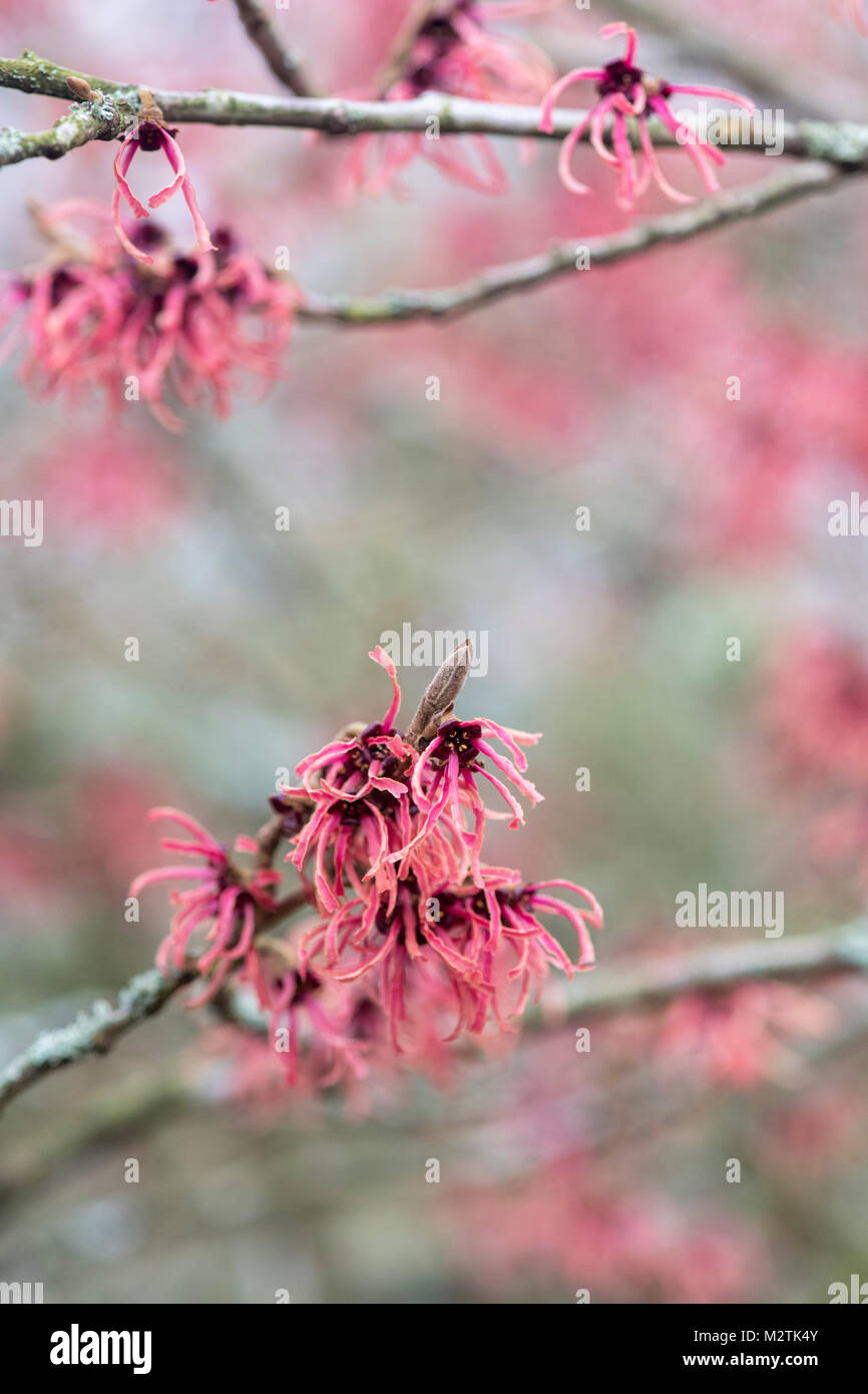 Hamamelis x Intermedia Ruby glow. Witch hazel 'Ruby glow' flowering in ...