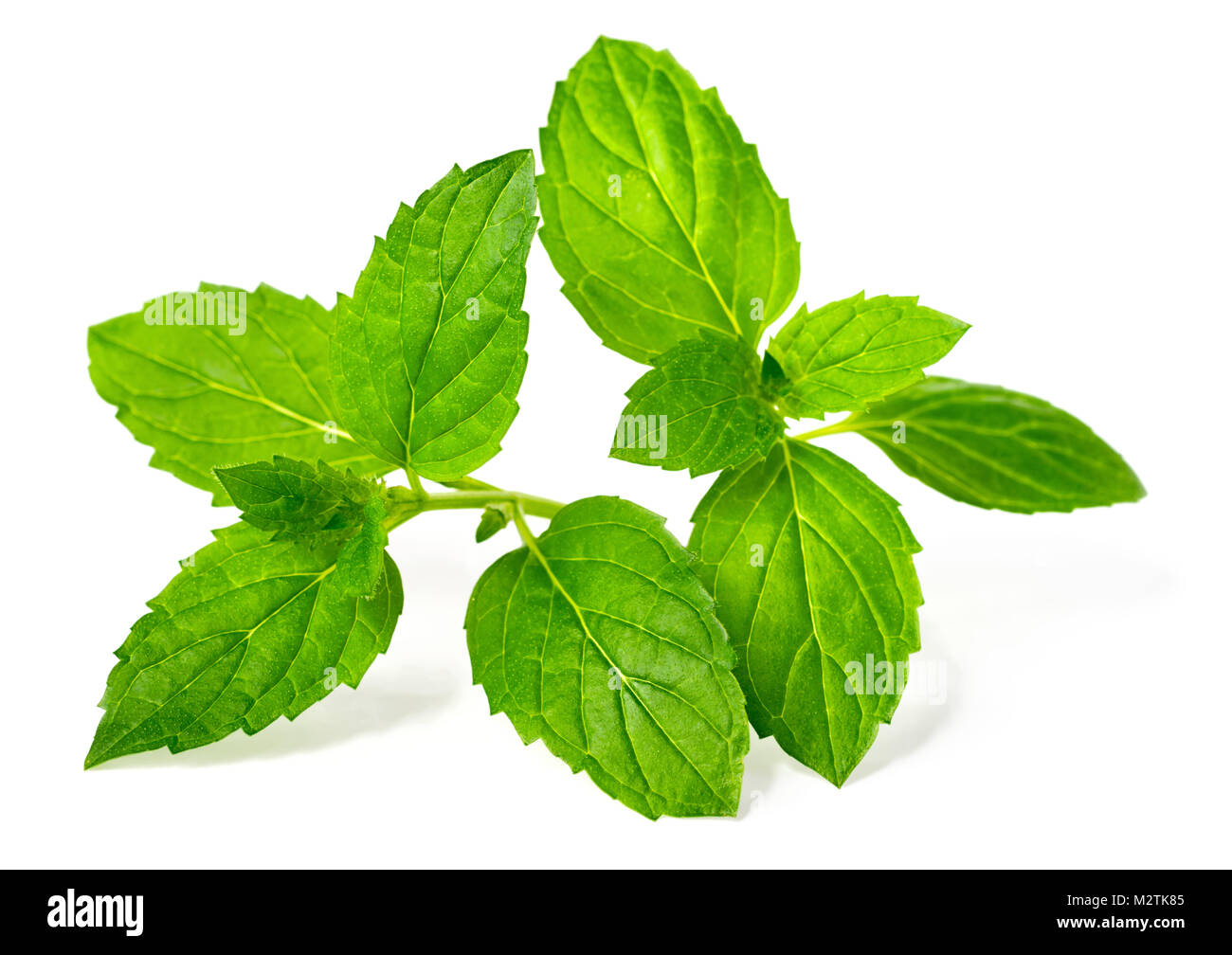 fresh peppermint isolated on the white background Stock Photo - Alamy