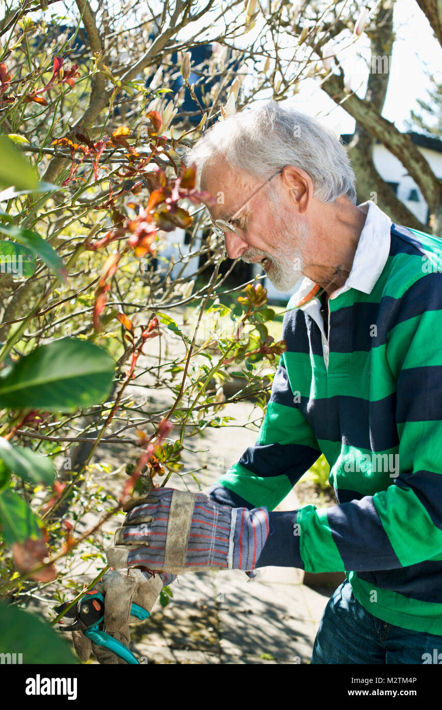 Pruning Back Trees High Resolution Stock Photography and Images - Alamy