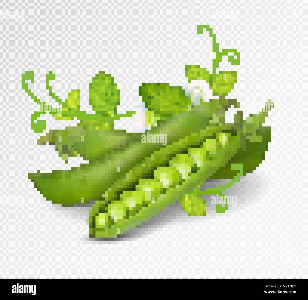 Vector green peas. Photo-realistic vector pods of green peas with ...