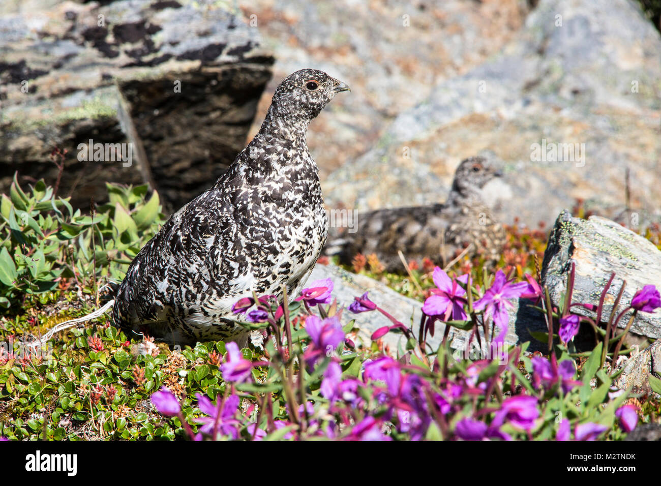 Ptarmigan chicks hi-res stock photography and images - Alamy