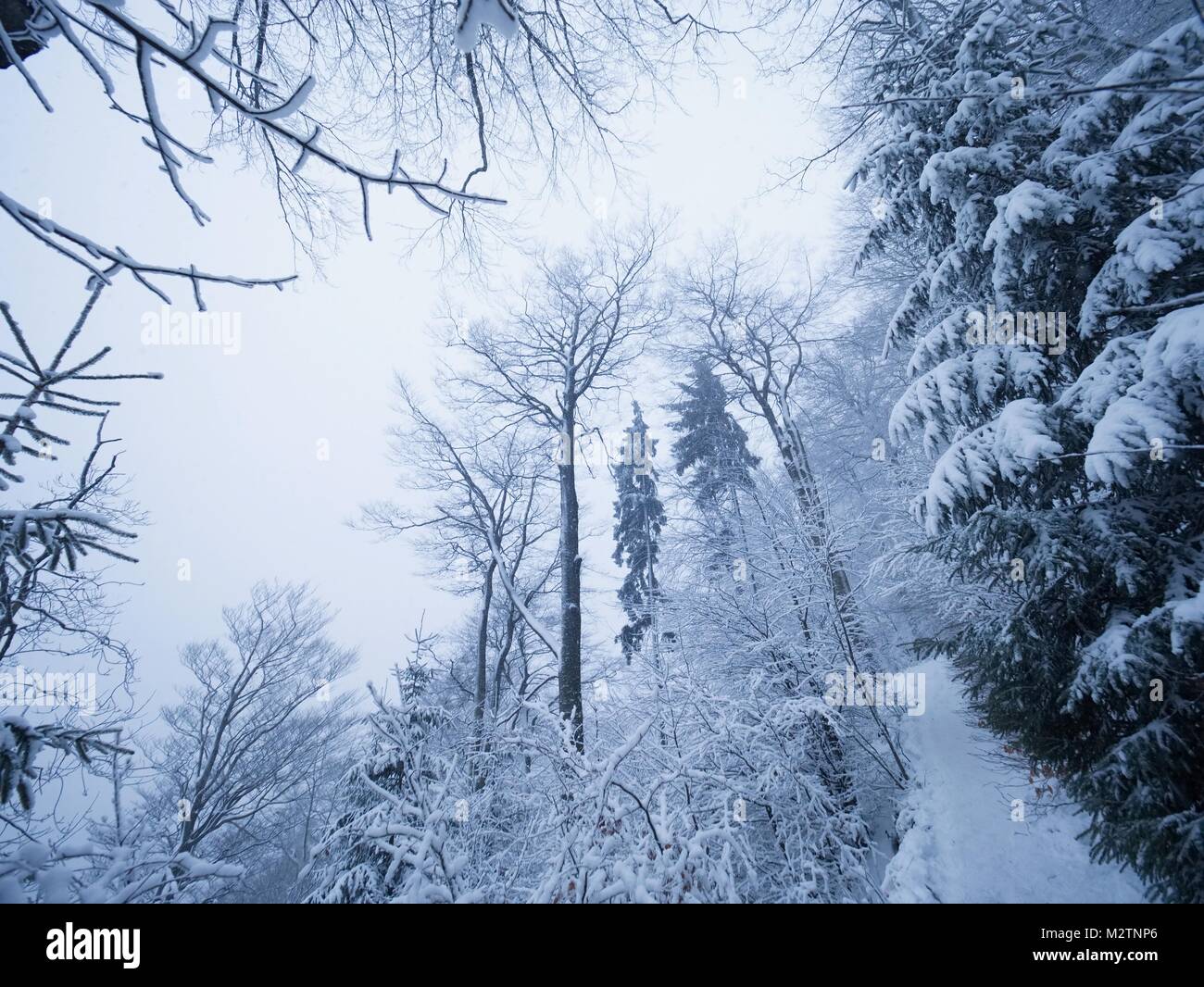 Winter forest while snowing. Snowy trees in dark and misty winter park ...