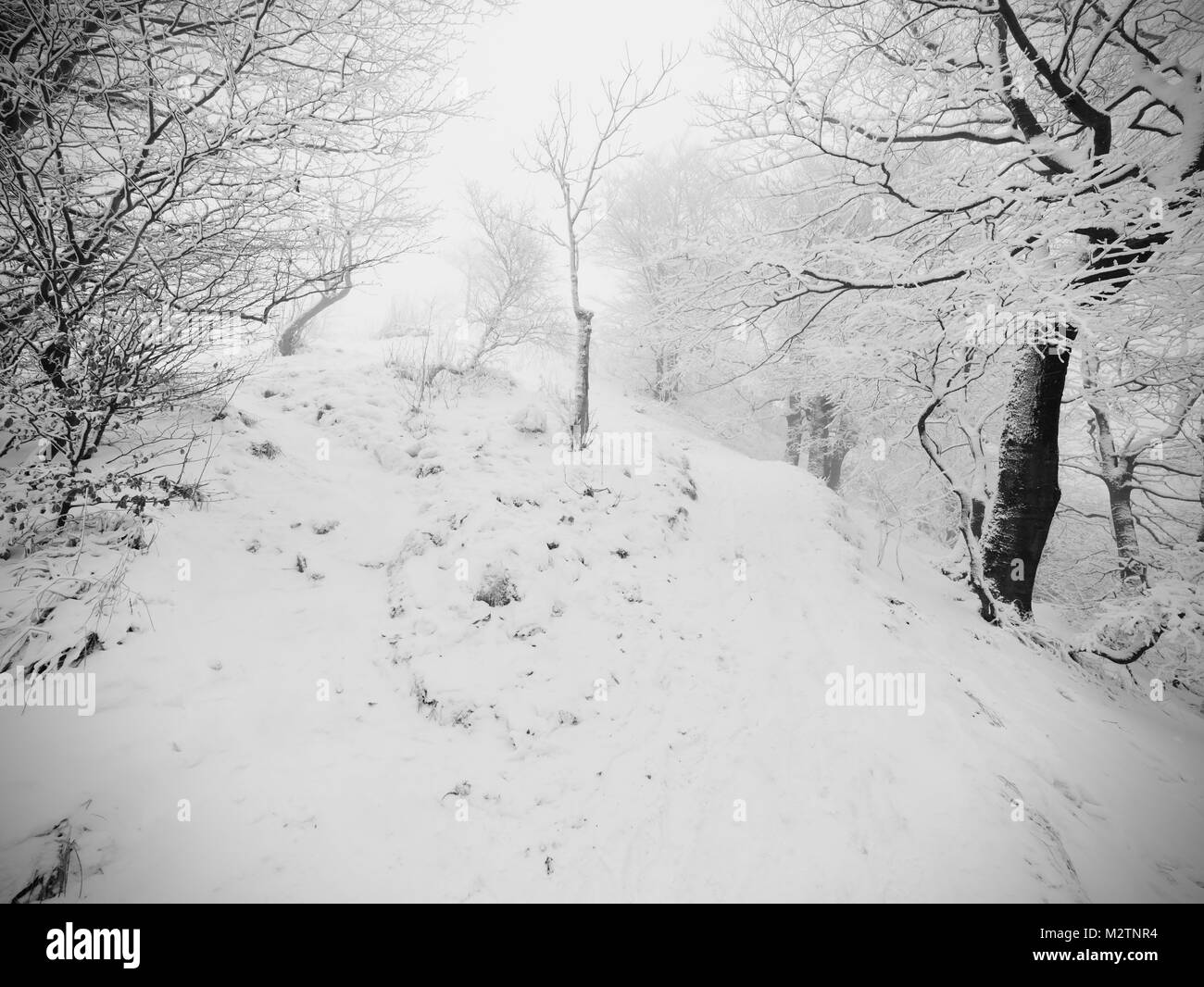 Winter forest while snowing. Snowy trees in dark and misty winter park ...