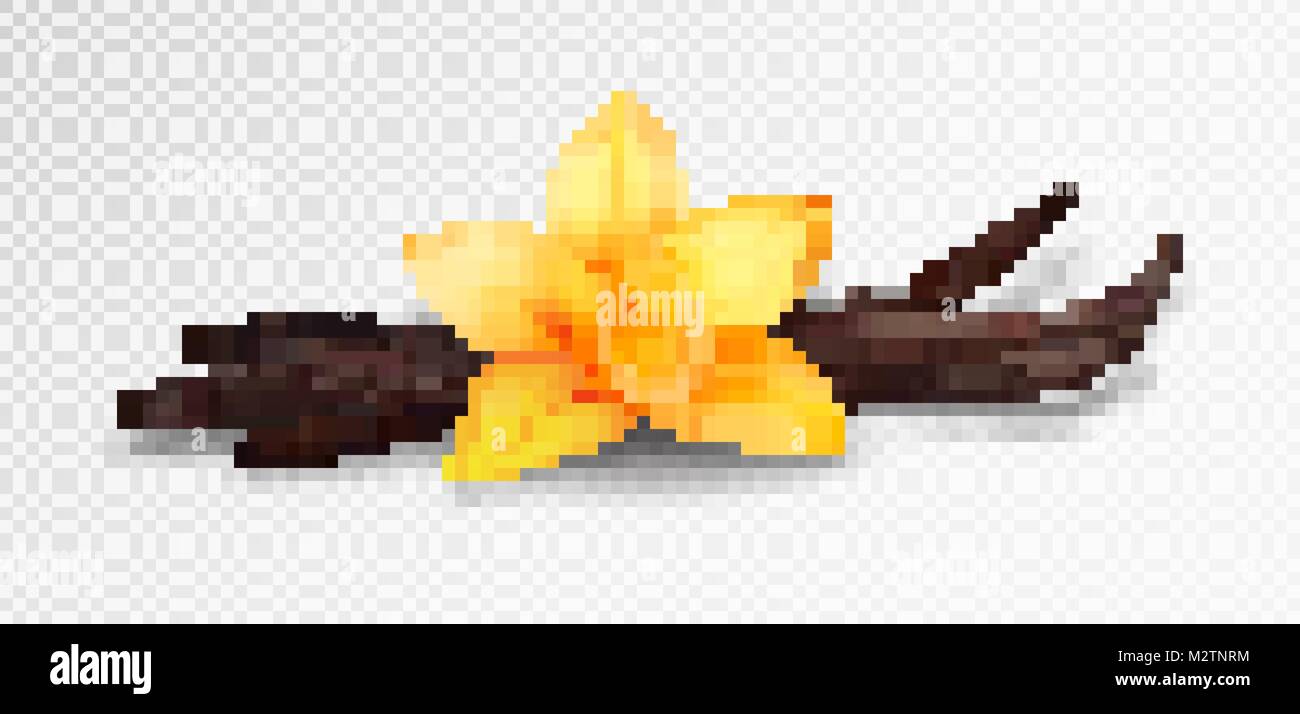 Realistic vanilla flower and pods, vector isolated objects on ...