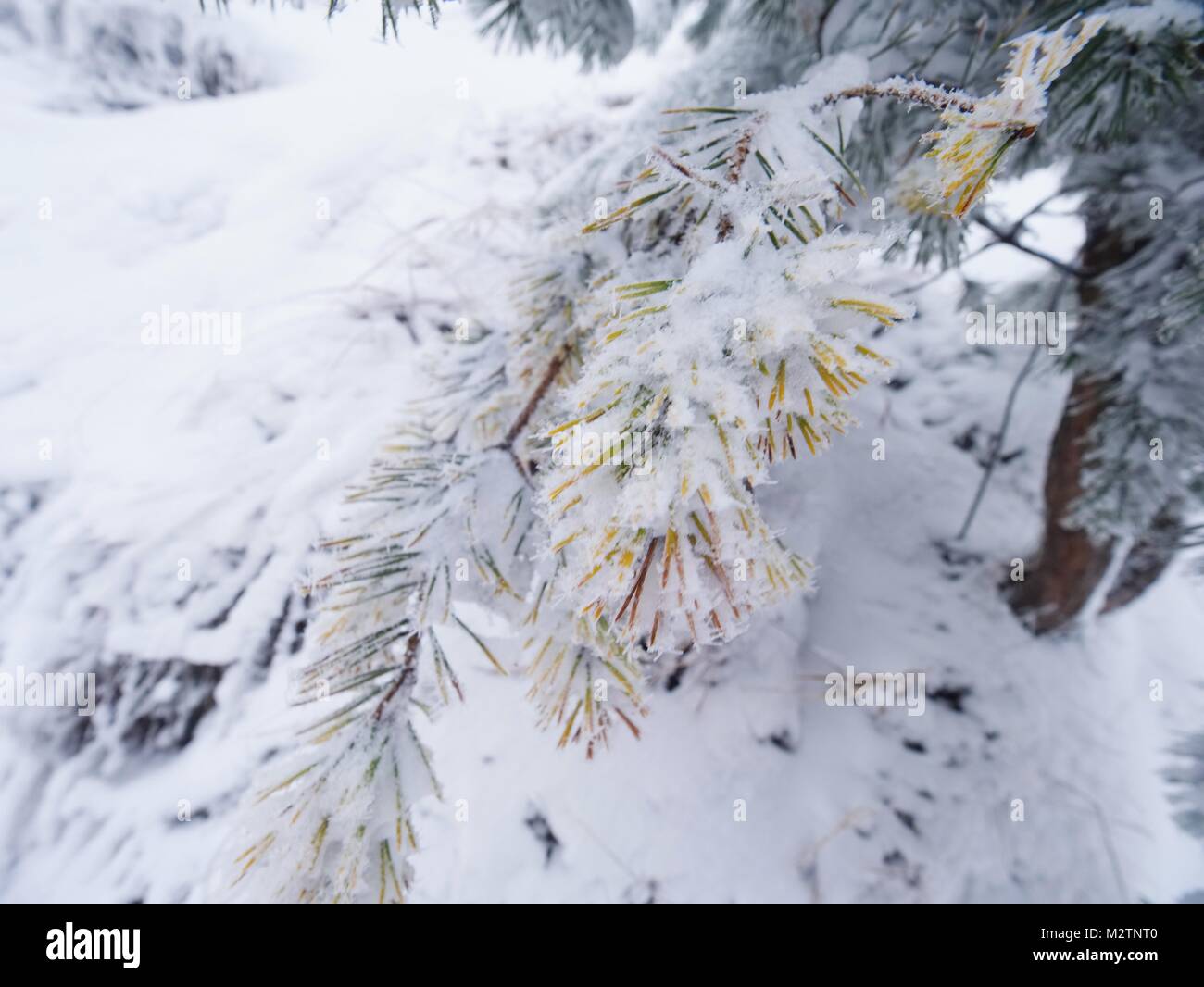 Winter forest while snowing. Snowy trees in dark and misty winter park ...