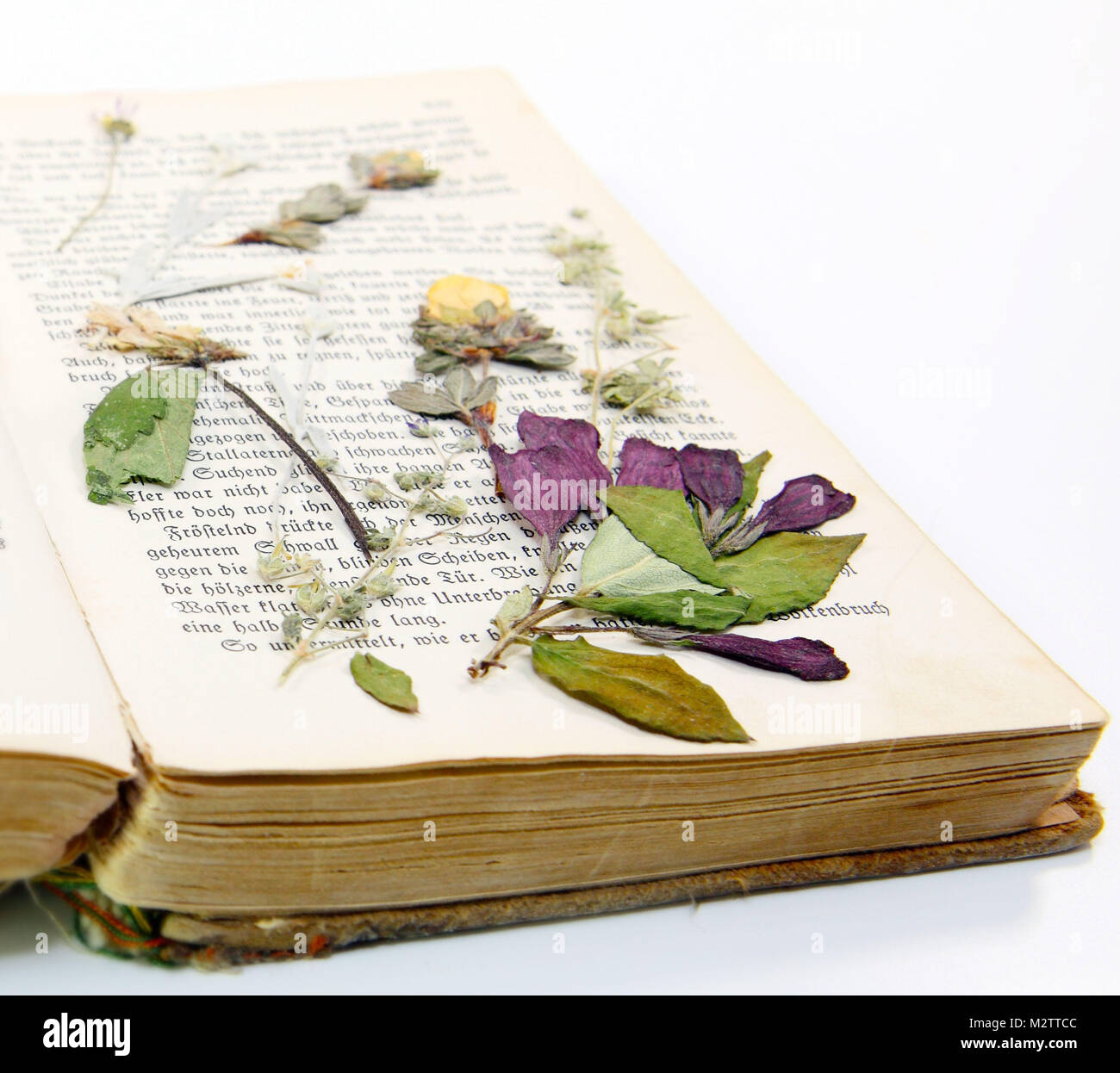 Still life dried pressed flowers hi-res stock photography and images ...