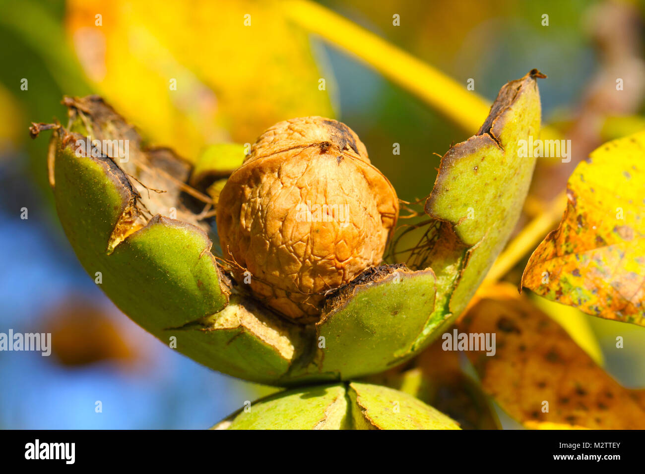 Common walnut shell hi-res stock photography and images - Alamy