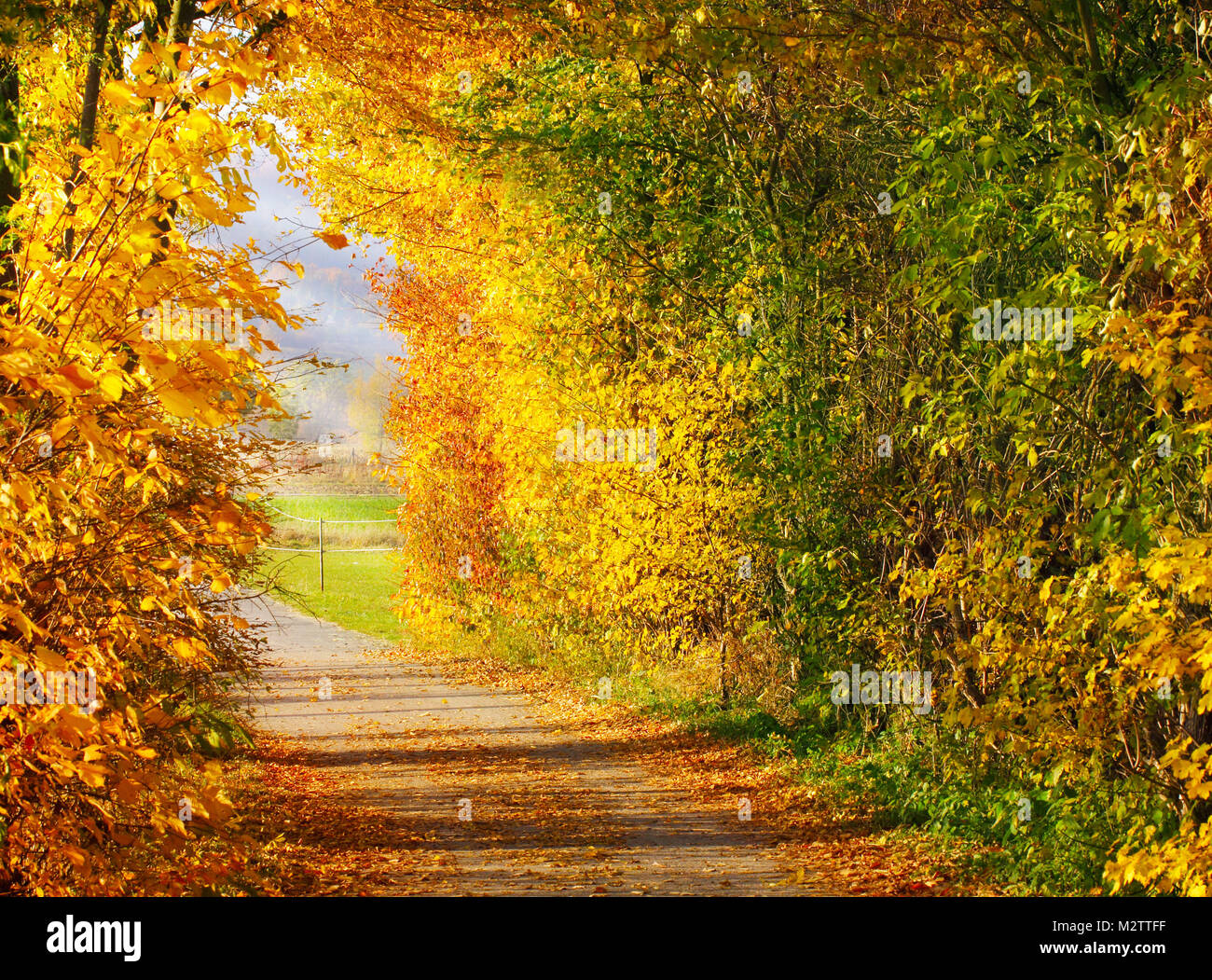 Forest track in autumn Stock Photo - Alamy