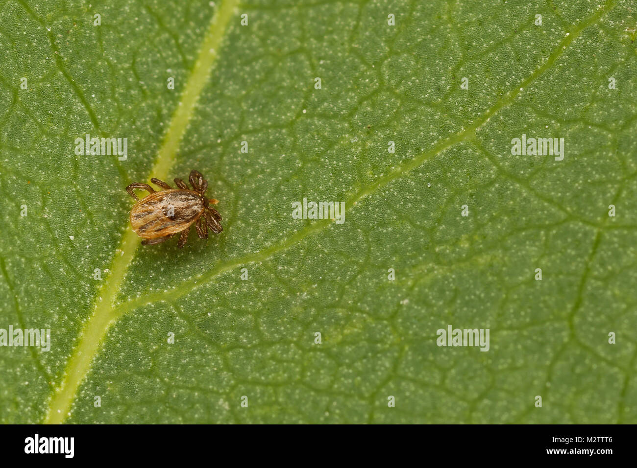 Tick on leaf Stock Photo - Alamy