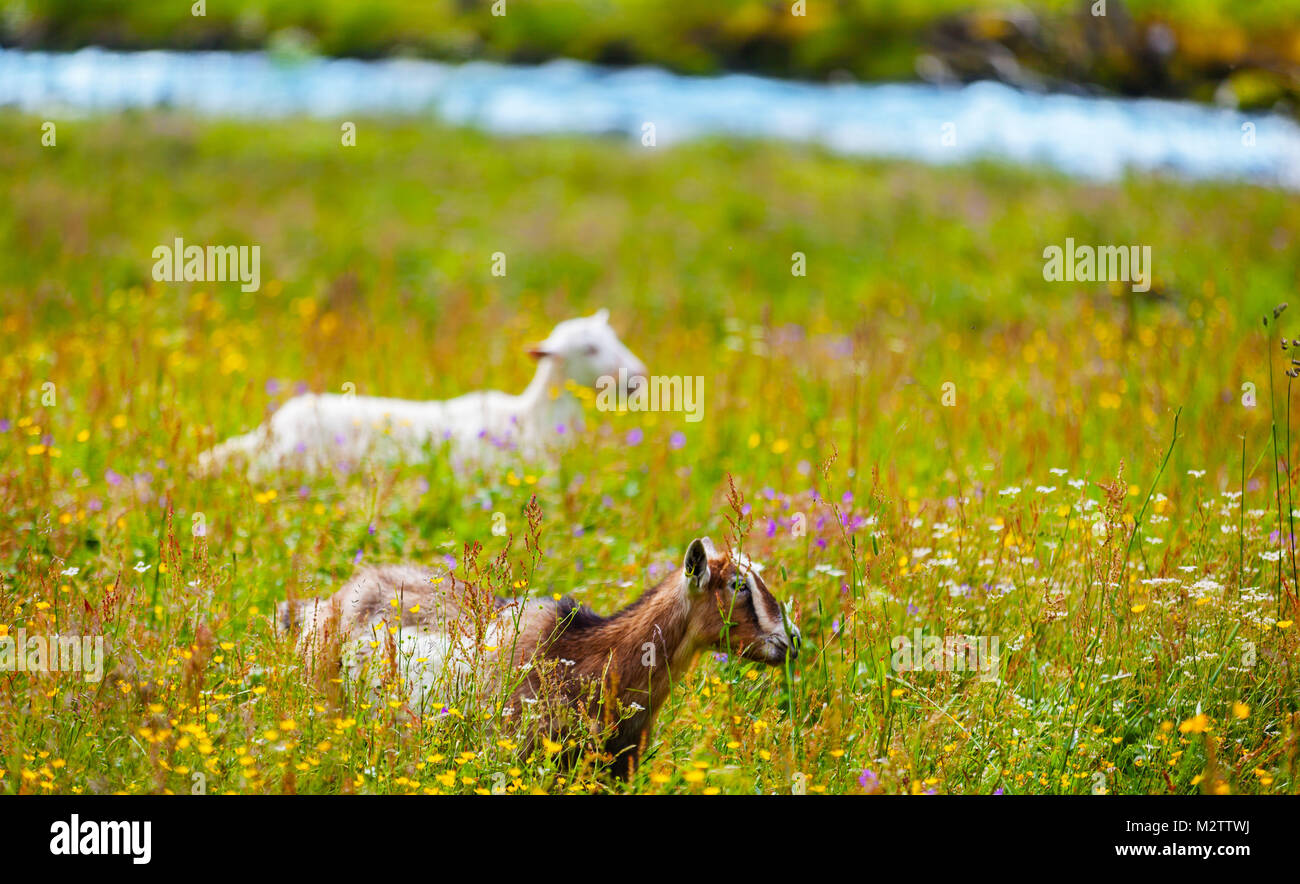 Goats on the summer meadow Stock Photo - Alamy