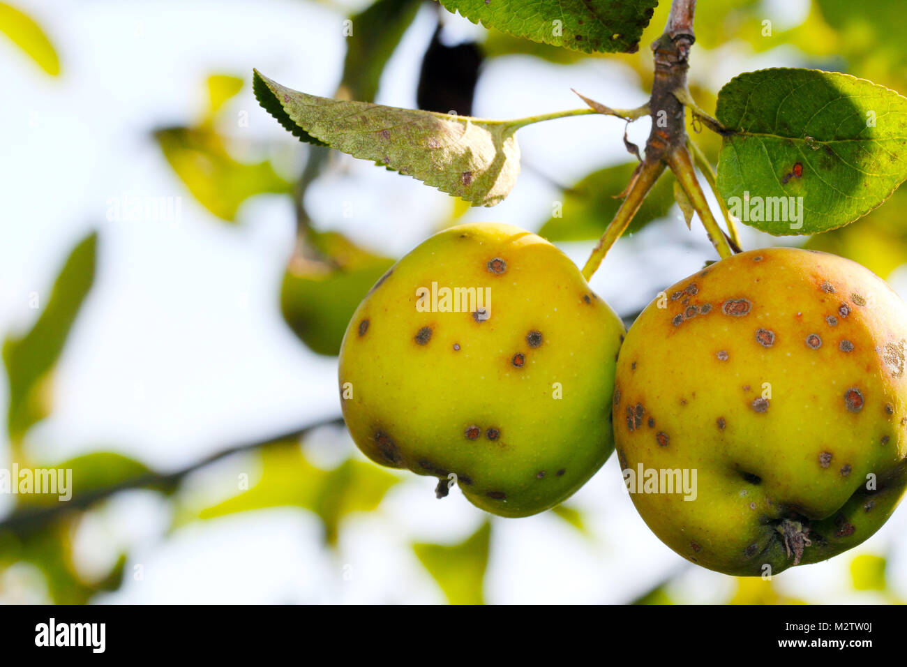 Apple scab, fruit disease Stock Photo - Alamy