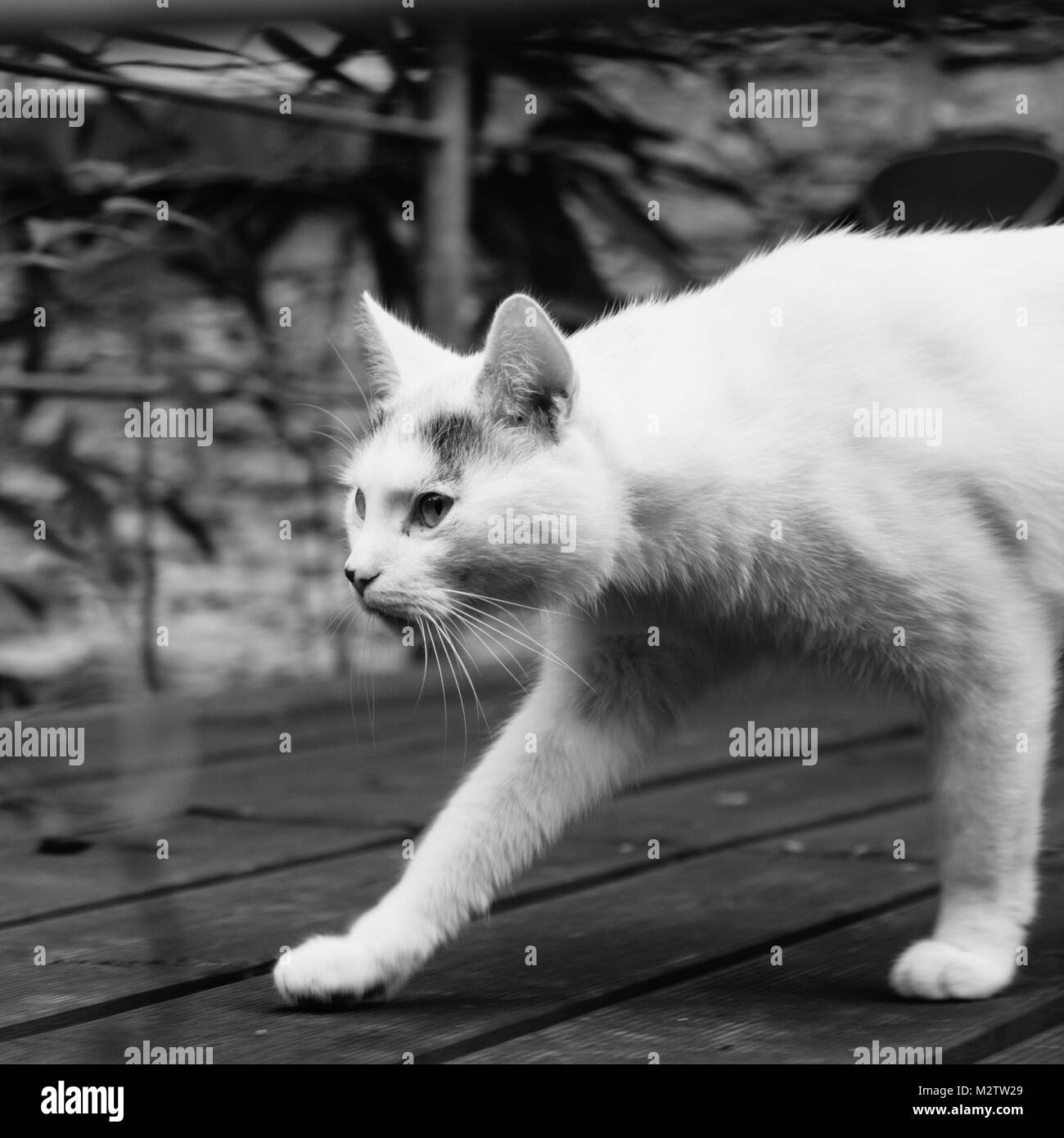 White cat on a terrace Stock Photo - Alamy