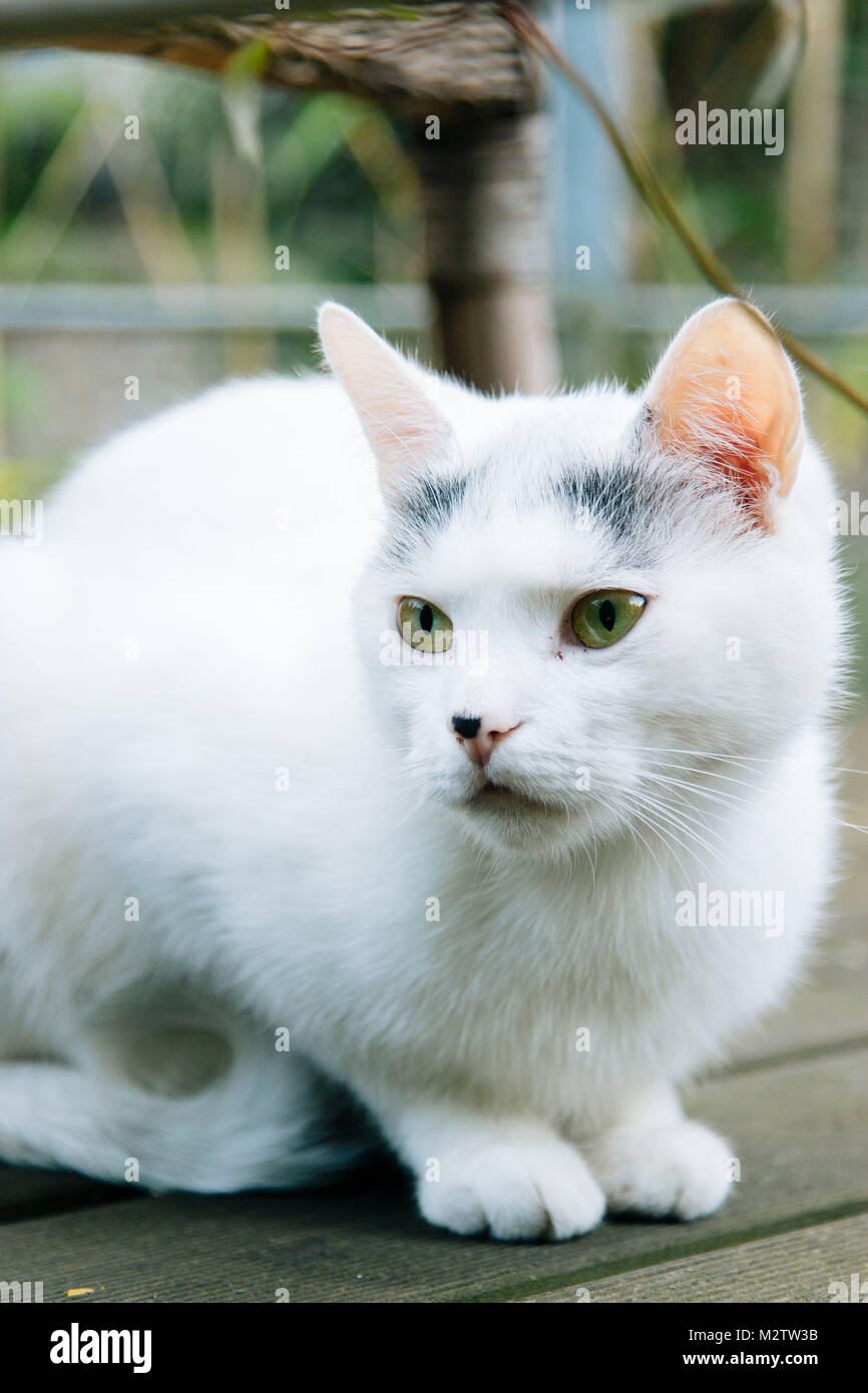 White cat on a terrace Stock Photo - Alamy