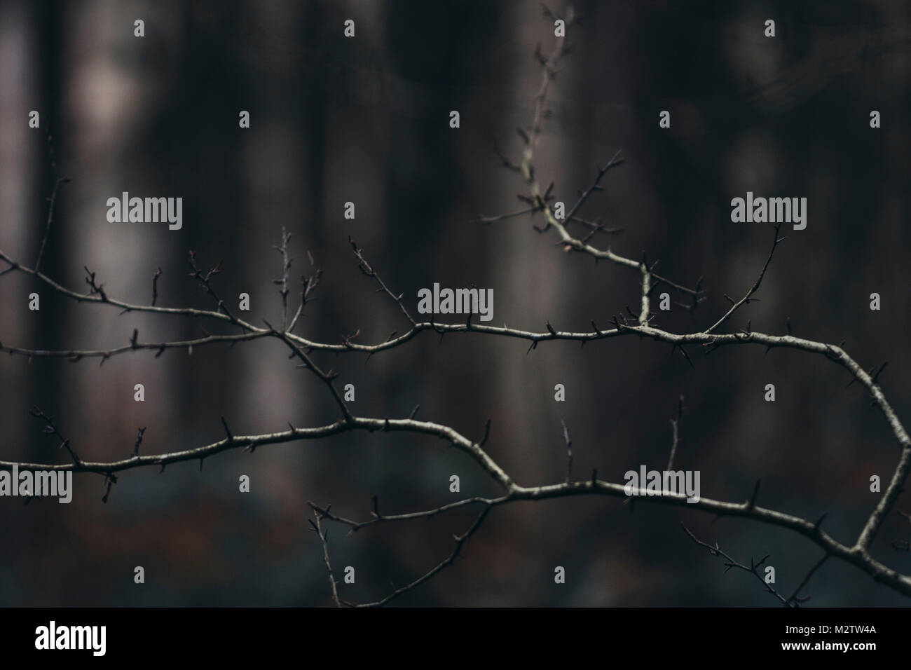 Bald branches in the forest Stock Photo - Alamy