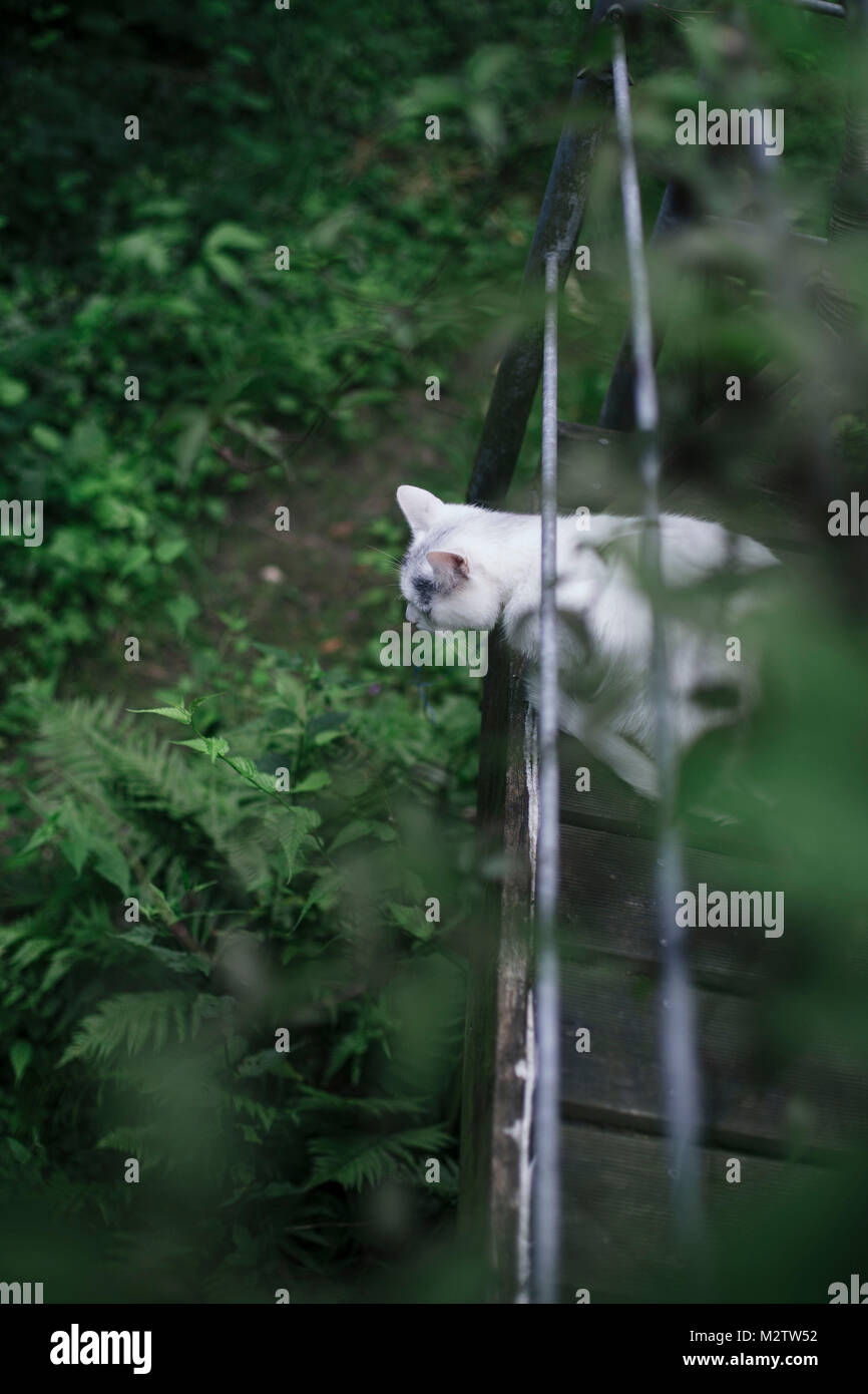 Cat terrace hi-res stock photography and images - Alamy