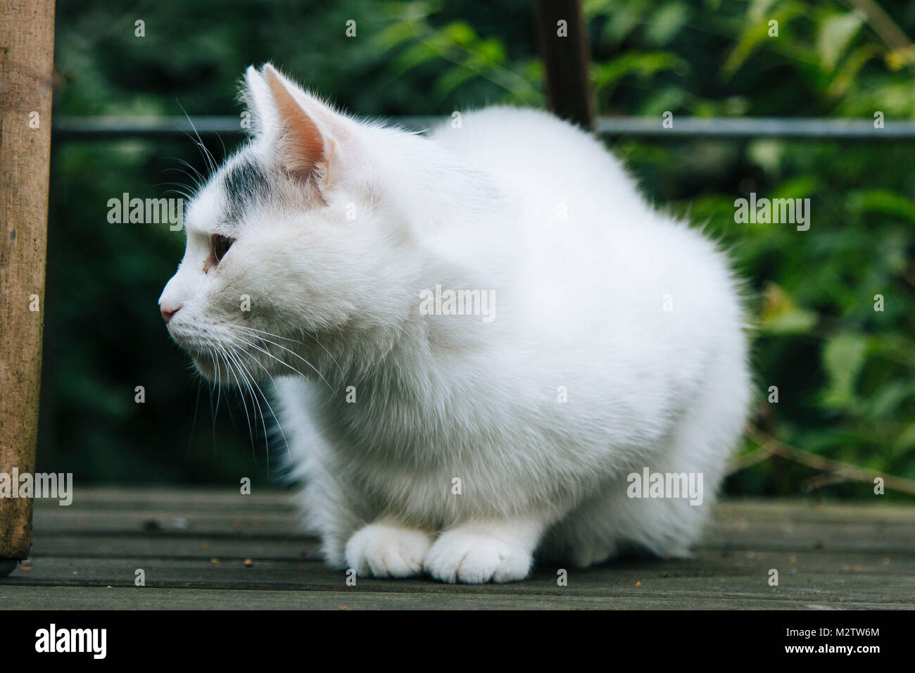 Cat terrace hi-res stock photography and images - Alamy