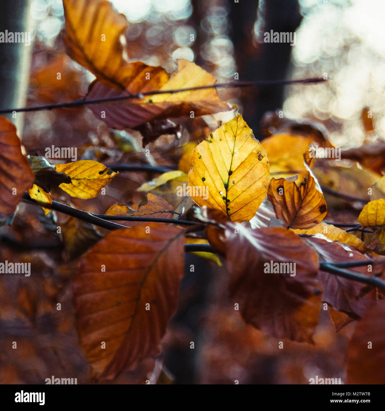 Autumn foliage of the beech Stock Photo - Alamy