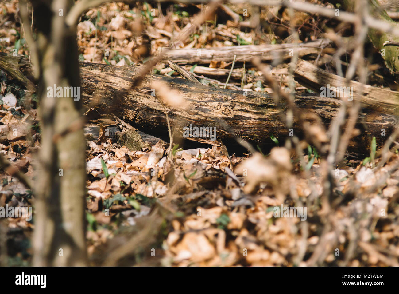 Small mouse hides itself in the forest between the dry foliage Stock ...