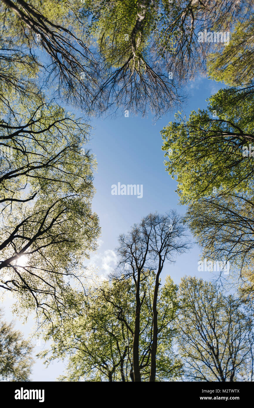 Spring heaven in the Teutoburg Forest Stock Photo - Alamy