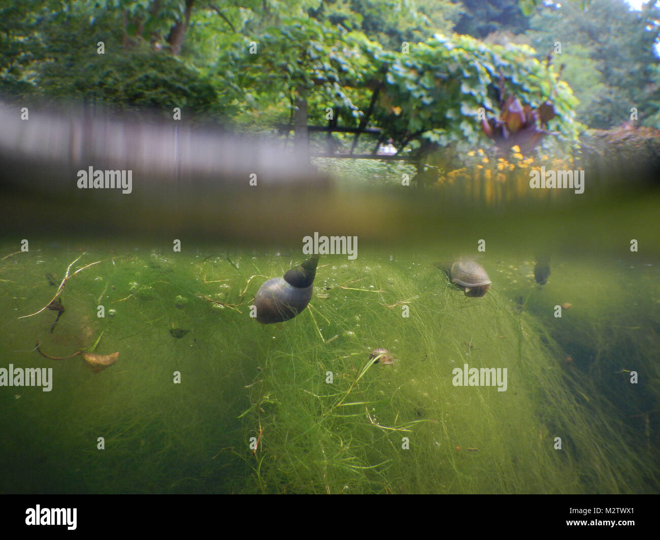 Pond snails hi-res stock photography and images - Alamy