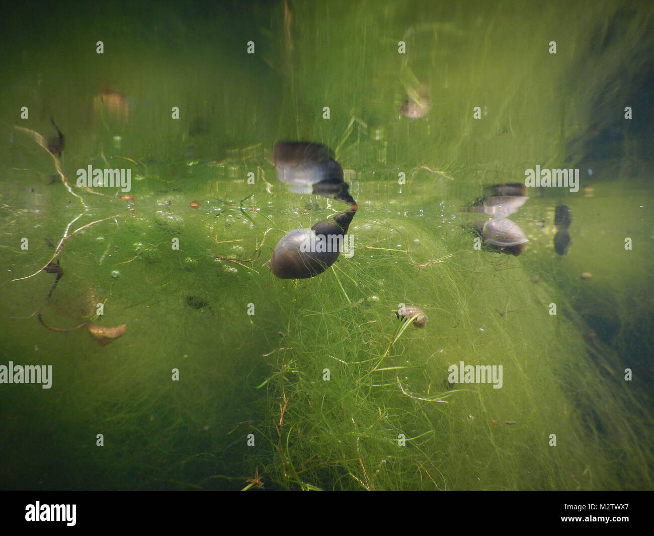 Pond Snails High Resolution Stock Photography and Images - Alamy