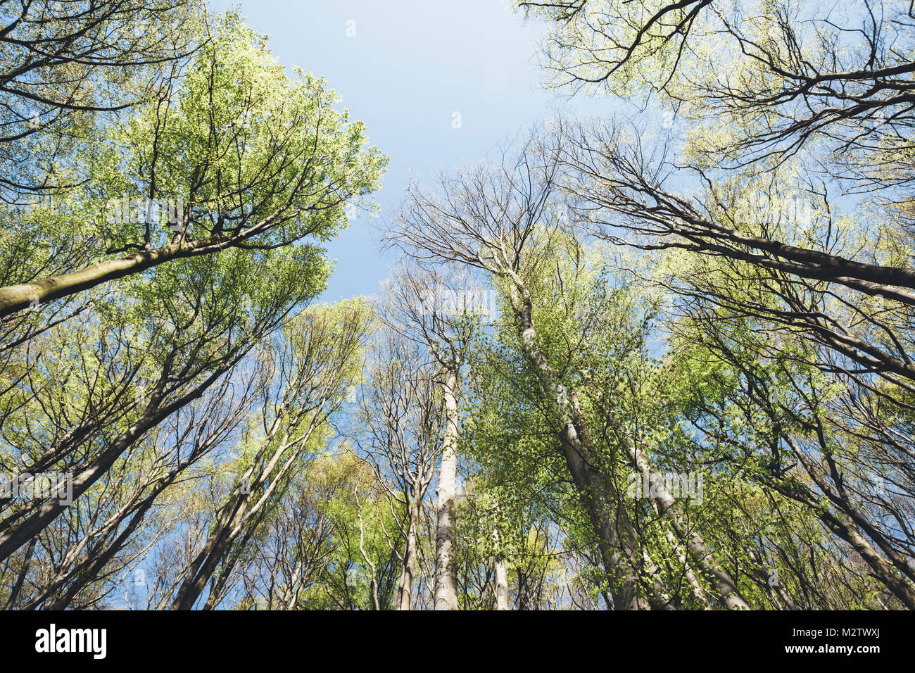 Spring heaven in the Teutoburg Forest Stock Photo - Alamy