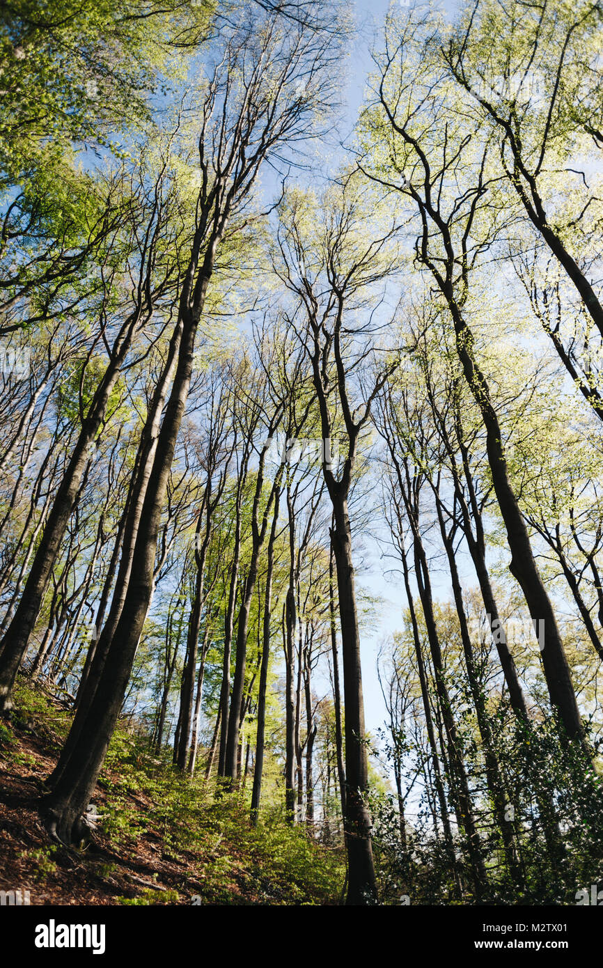 Spring heaven in the Teutoburg Forest Stock Photo - Alamy