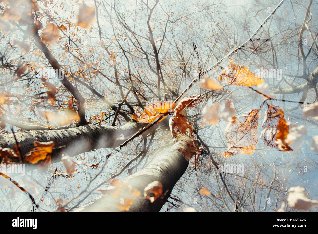 Double exposure, beech, falling leaves and blue heaven in the Teutoburg ...