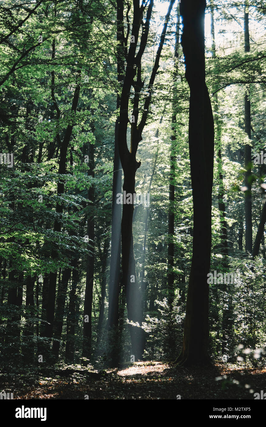 Beam of light hi-res stock photography and images - Alamy