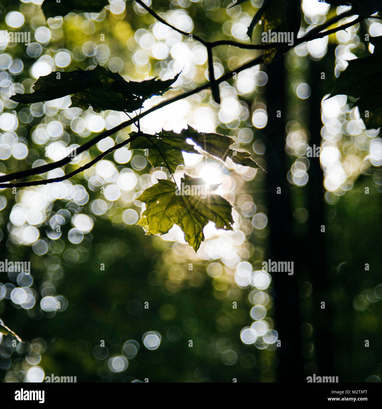 Bright green fresh foliage in the forest in the sunlight Stock Photo ...