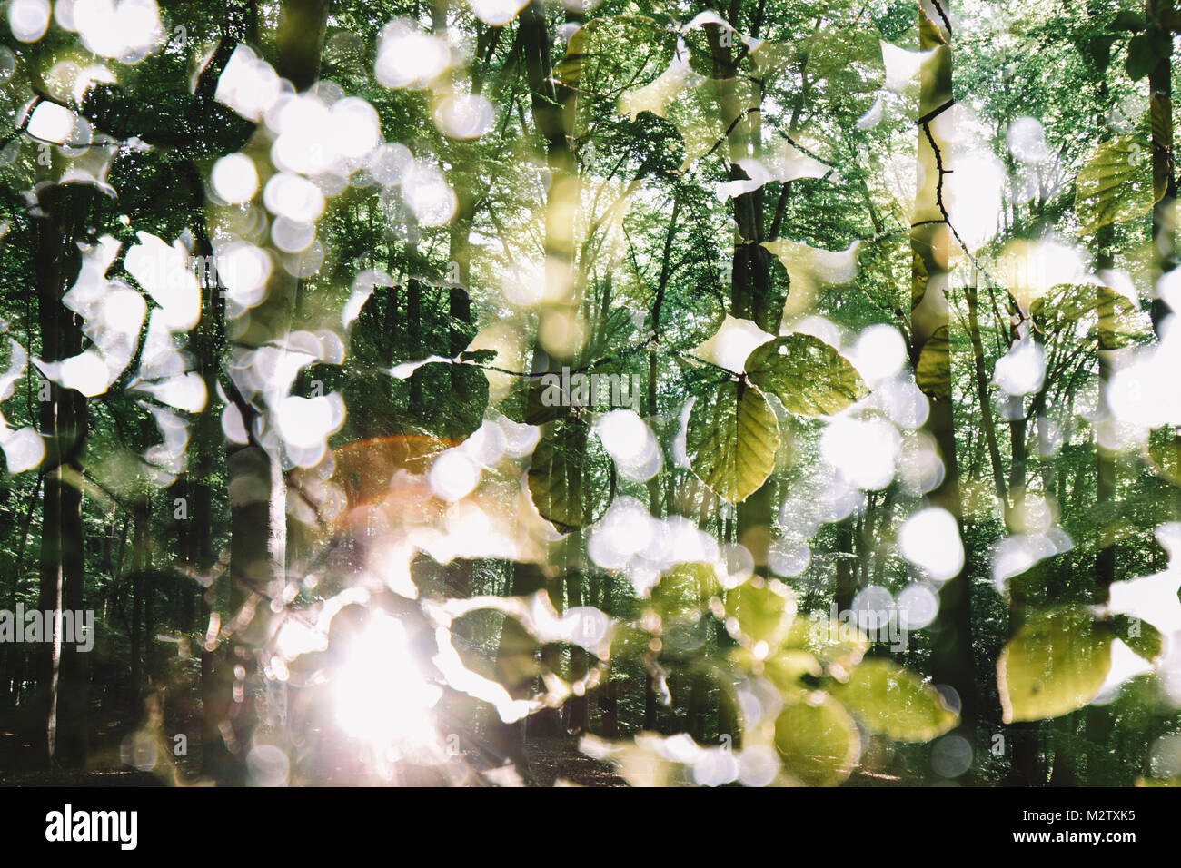 forest, spring, double exposure Stock Photo - Alamy