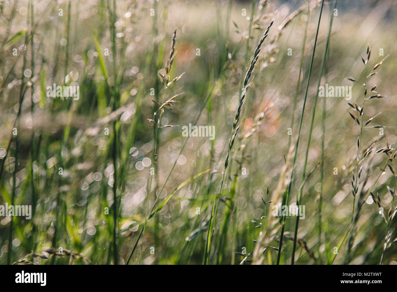 Grass in the sunlight Stock Photo - Alamy
