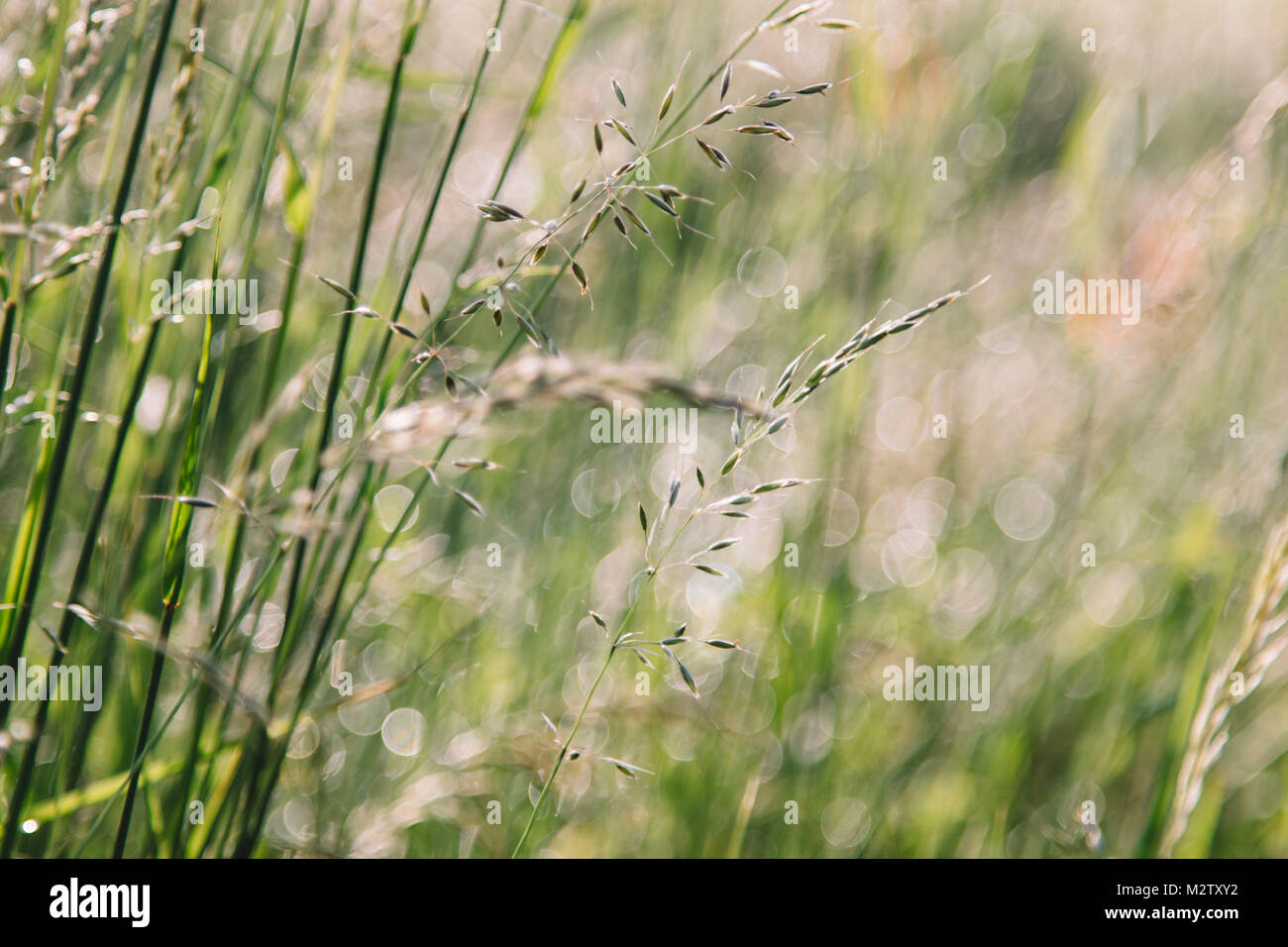 Grass in the sunlight Stock Photo - Alamy