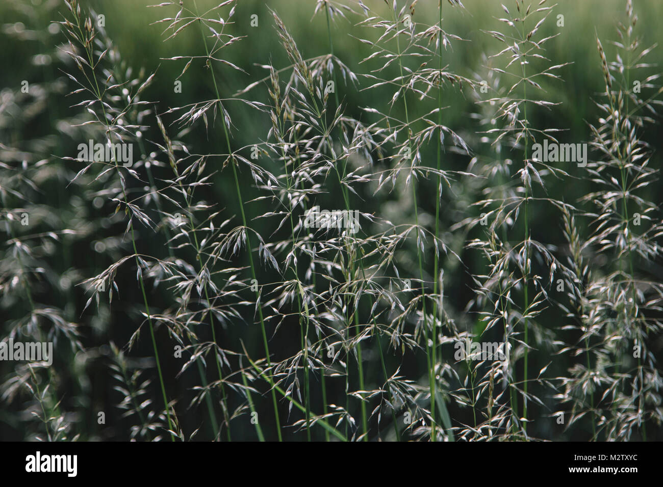 Grass in the sunlight Stock Photo - Alamy