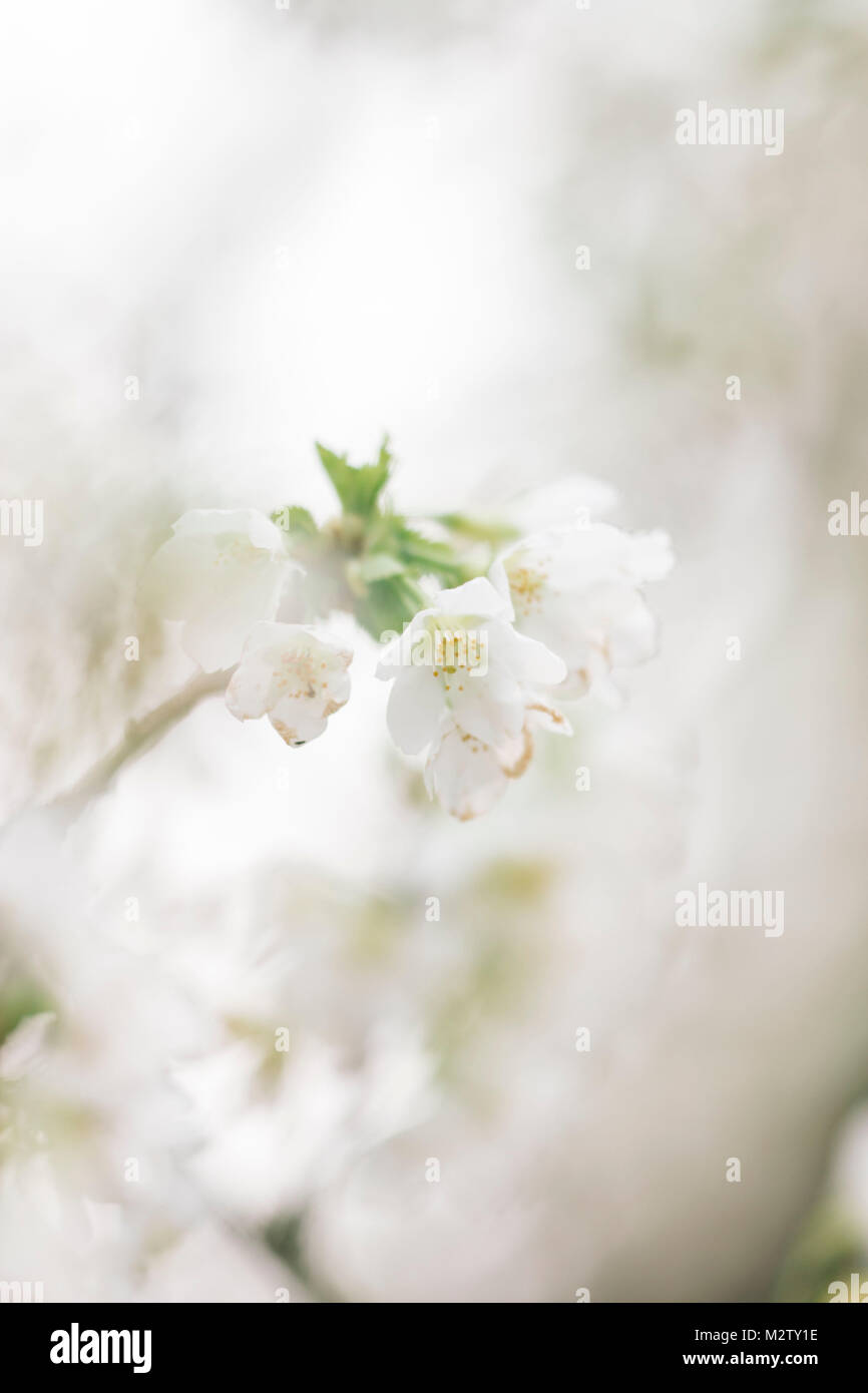 Ornamental cherry tree hi-res stock photography and images - Alamy