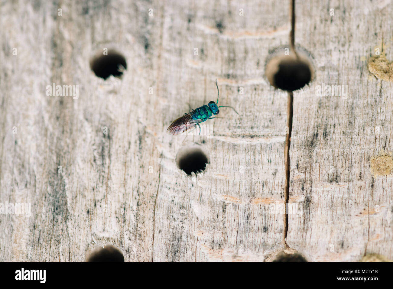 Ruby tailed hi-res stock photography and images - Alamy