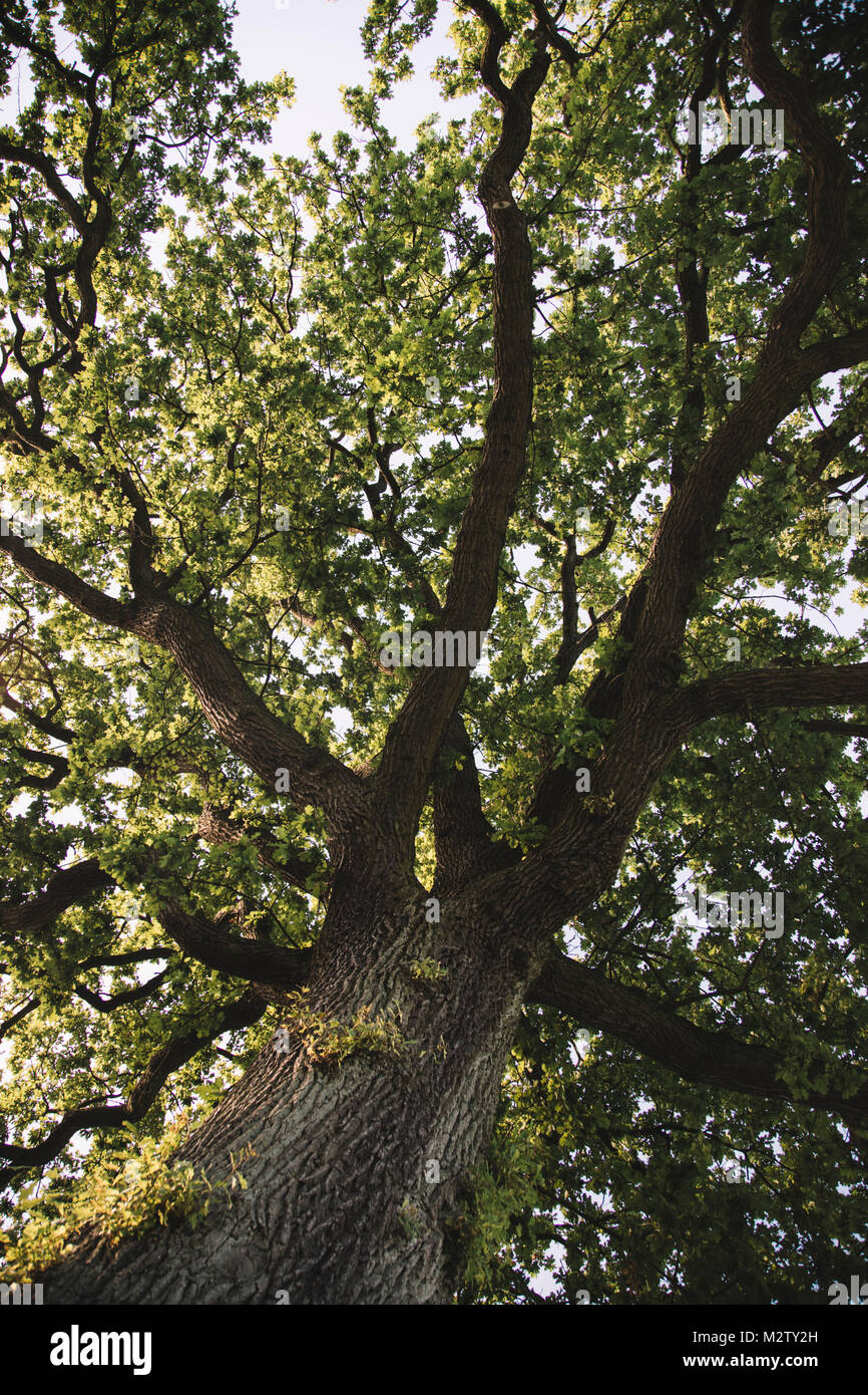 Mighty oak hi-res stock photography and images - Alamy