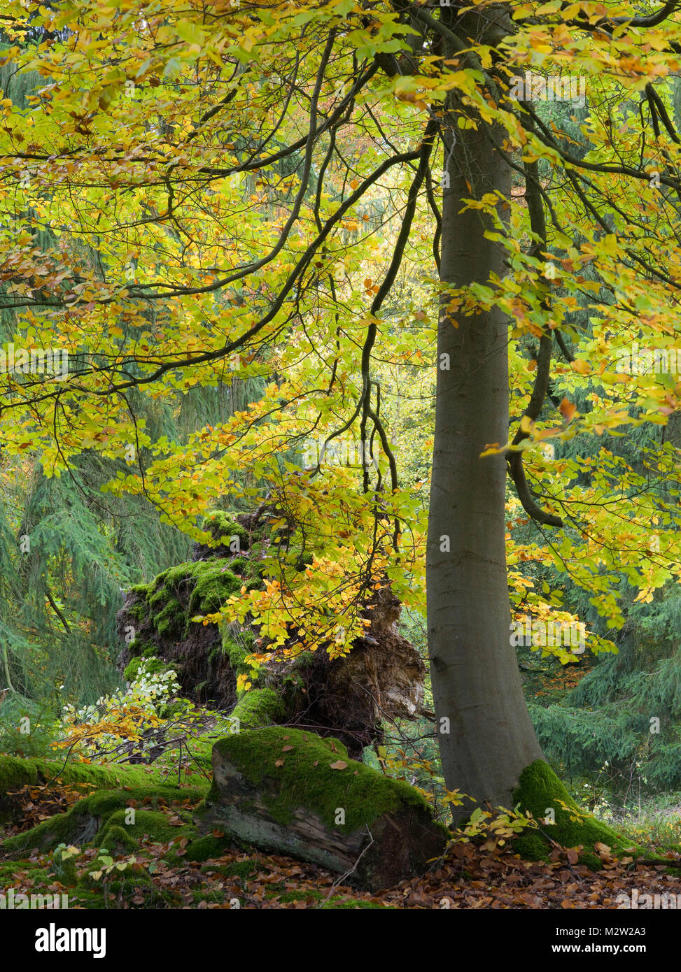 beech, Kellerwald-Edersee National Park, Paradies, Kellerwald, Hessia ...