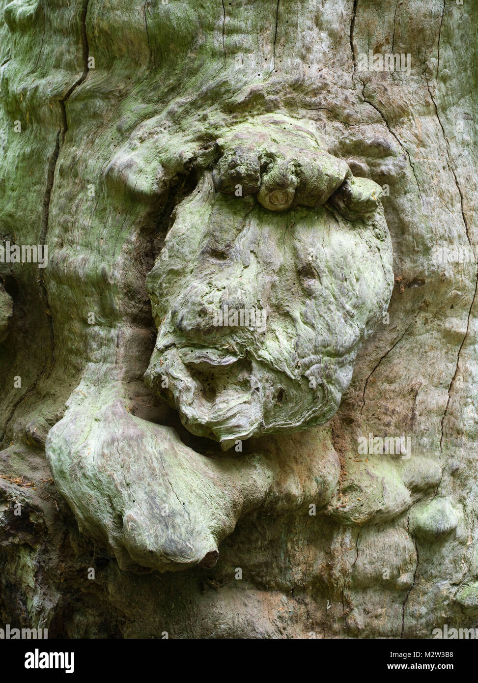 Tree face in old beech hi-res stock photography and images - Alamy