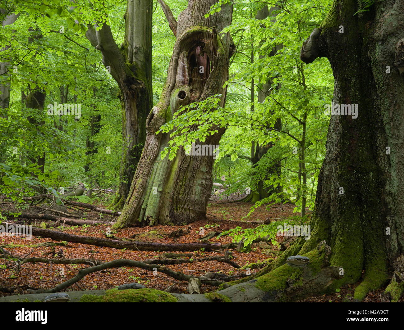 Old trees in the Urwald Sababurg, Reinhardswald, Hessia, Germany Stock ...