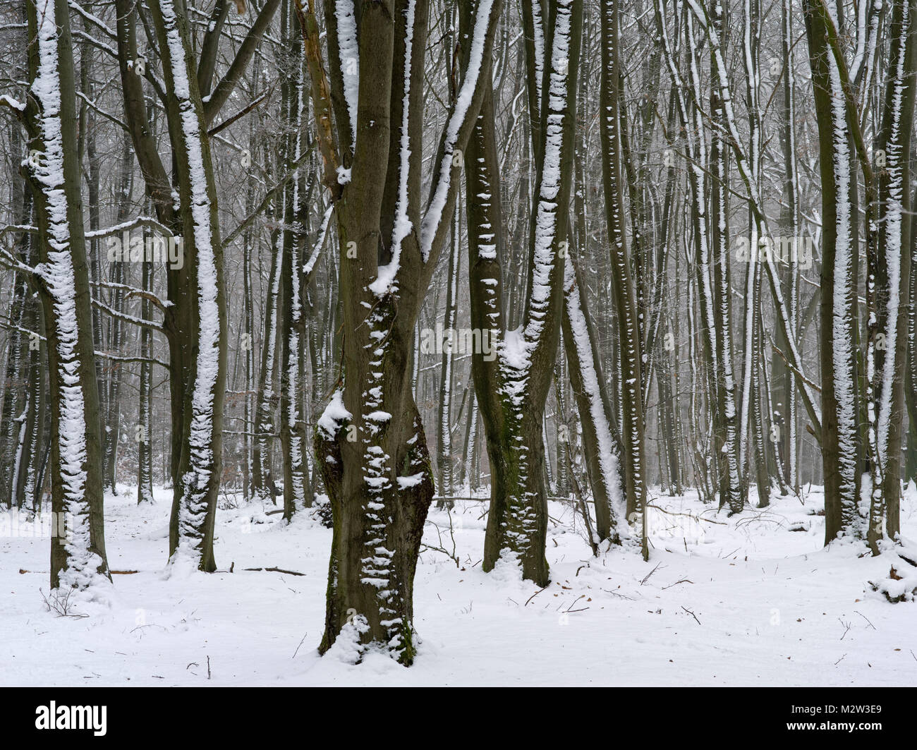 Winter in the Urwald Sababurg, Reinhardswald, Hessia, Germany Stock ...