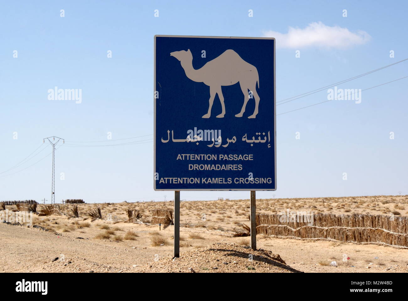 Attention camel hi-res stock photography and images - Alamy