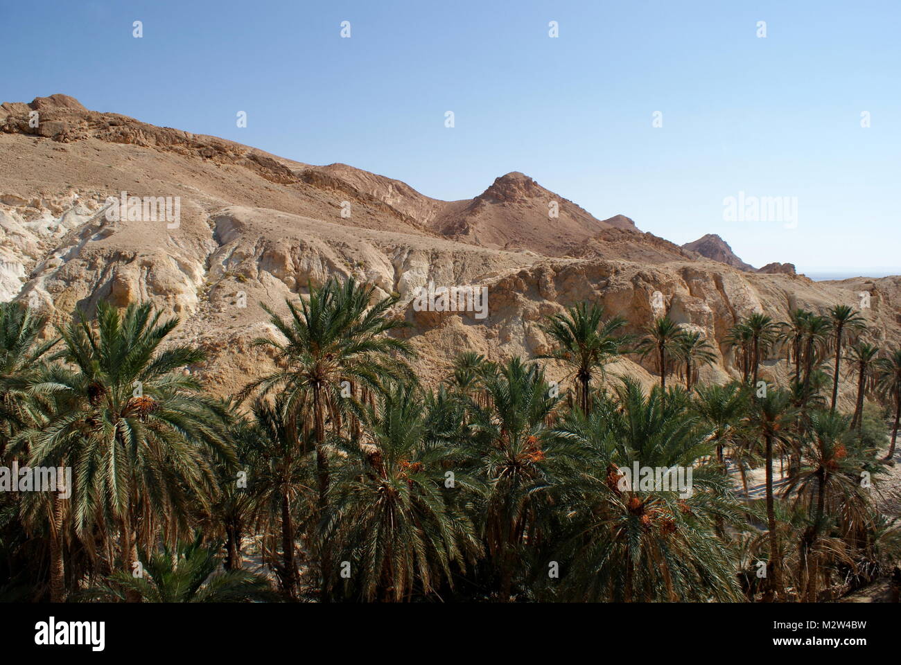 Tunisian oasis hi-res stock photography and images - Alamy