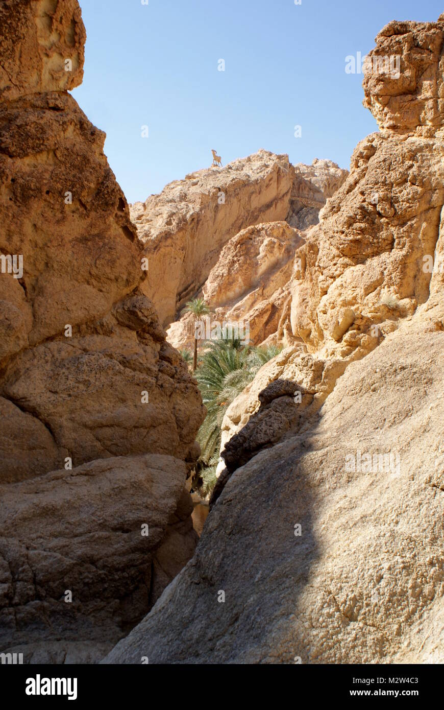 Chebika oasis, southern Tunisia Stock Photo - Alamy