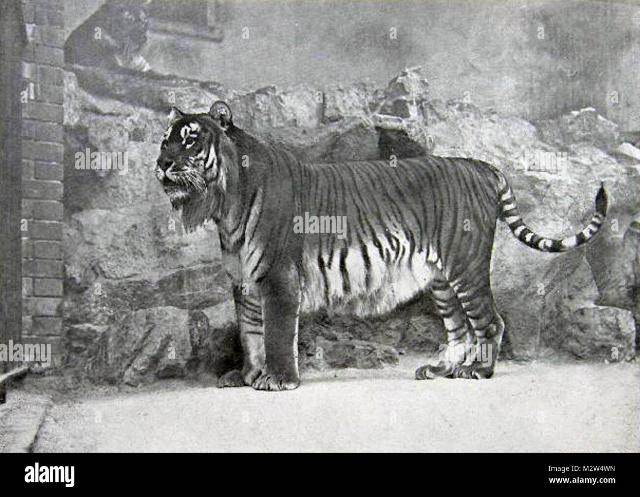 Historical Zoo Tiger High Resolution Stock Photography and Images - Alamy