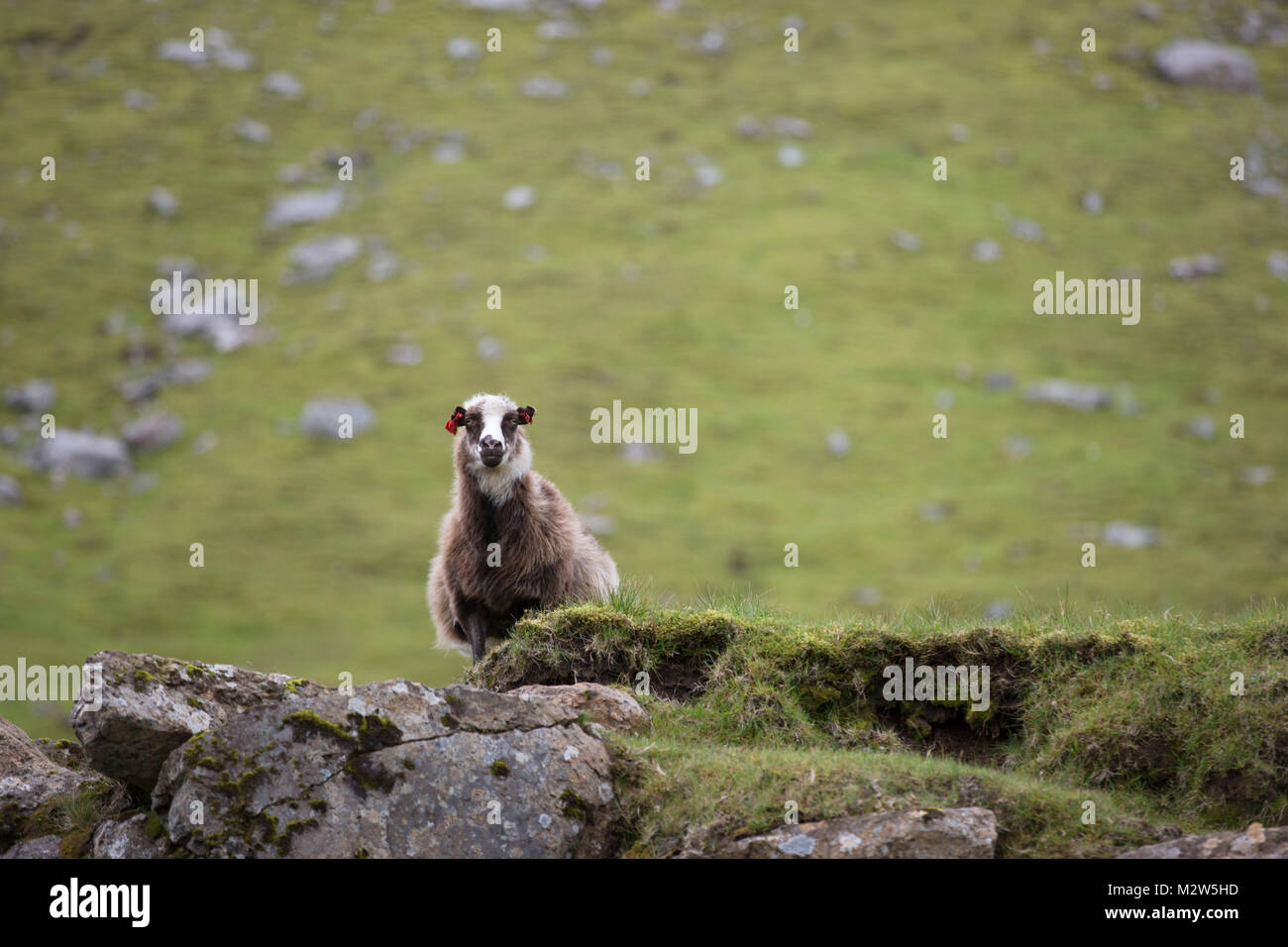 Faeroese islands hi-res stock photography and images - Alamy