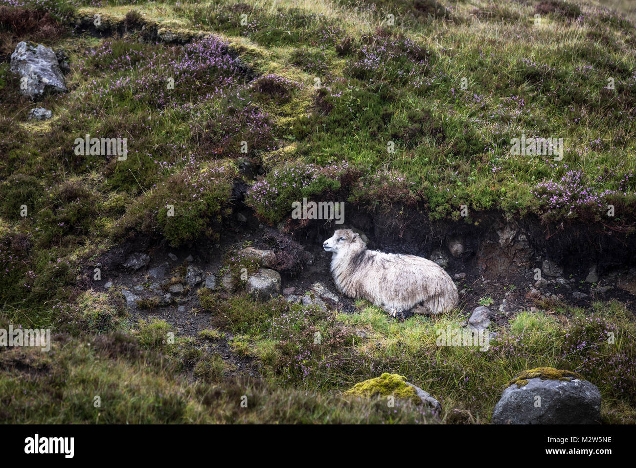 Sheep, Faeroese, hidden in moor Stock Photo - Alamy