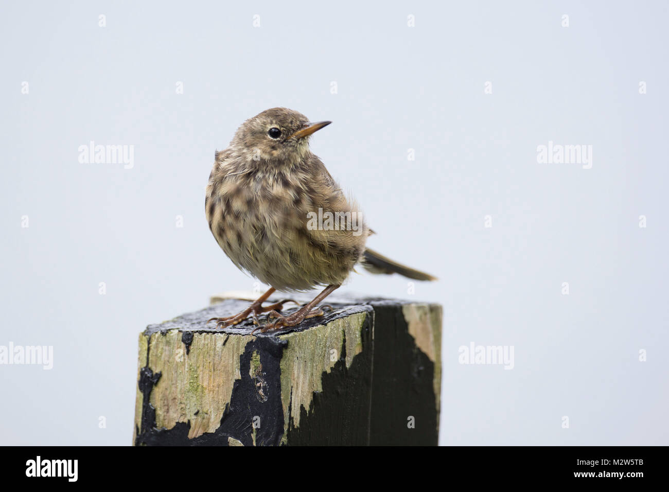 titlark, Anthus pratensis Stock Photo - Alamy
